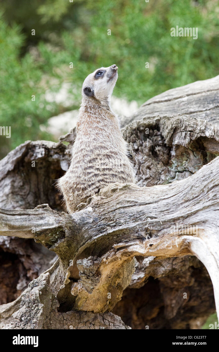 Les suricates sont de petits animaux fouisseurs Banque de photographies ...