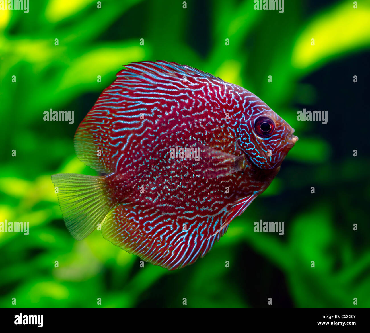 Poisson discus peau de serpent Banque de photographies et d’images à ...
