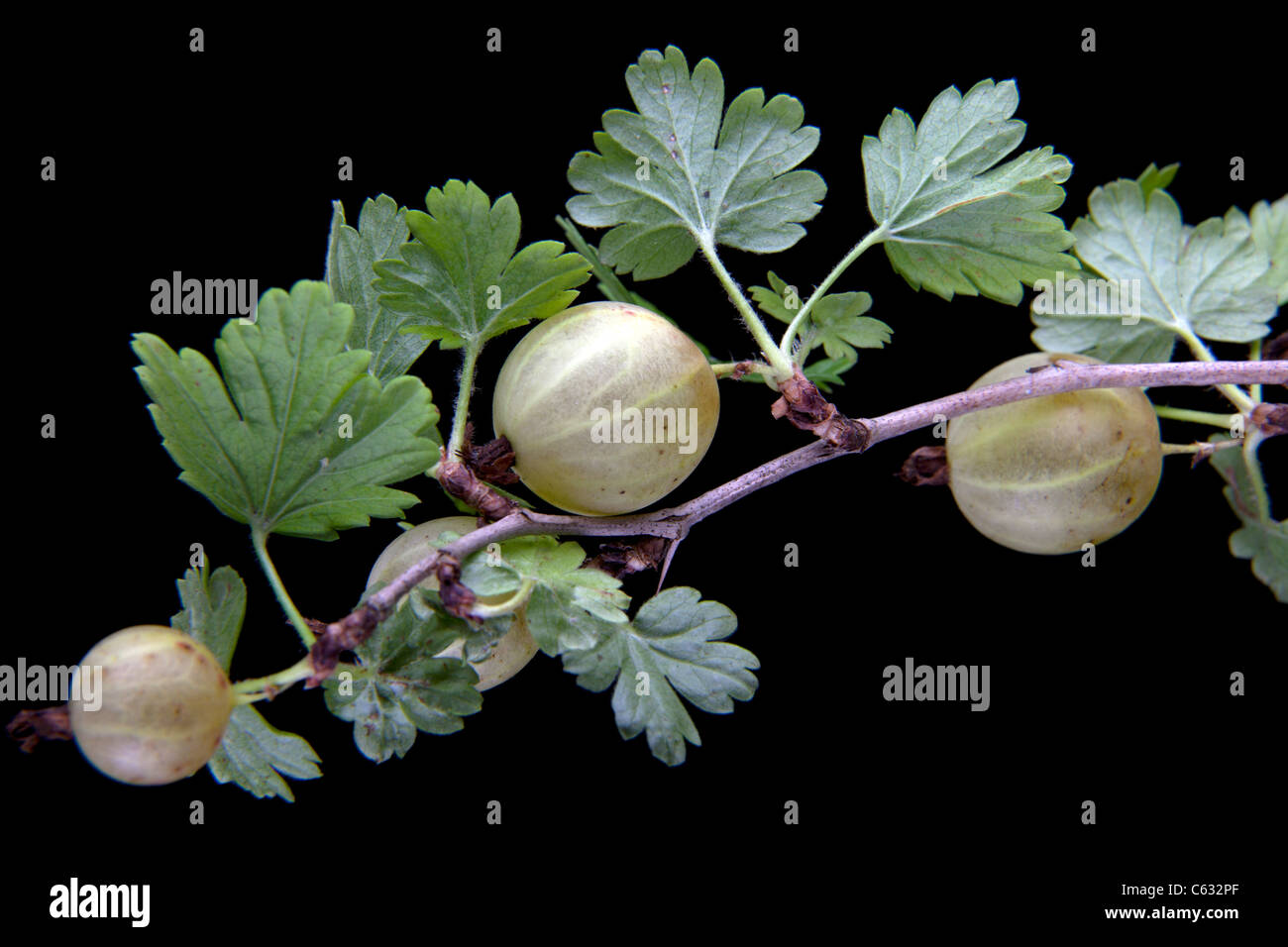 Groseilles noires Banque de photographies et d’images à haute ...