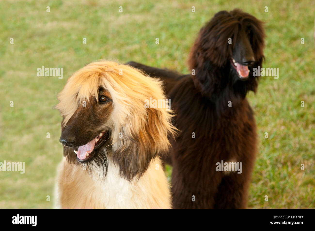 Afghan hound blond Banque de photographies et d’images à haute ...