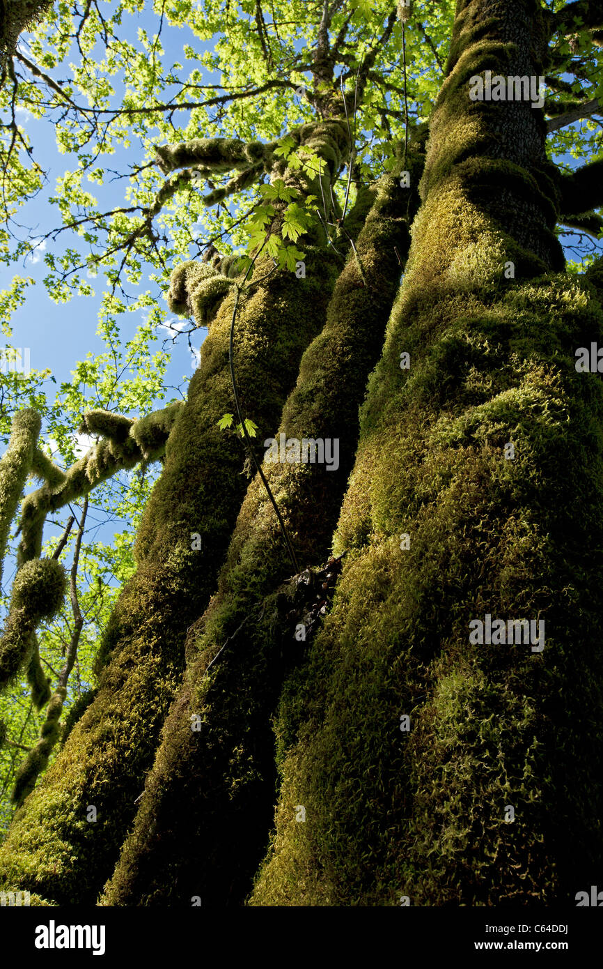 Forêt vierge forêt vierge Banque de photographies et d’images à haute ...