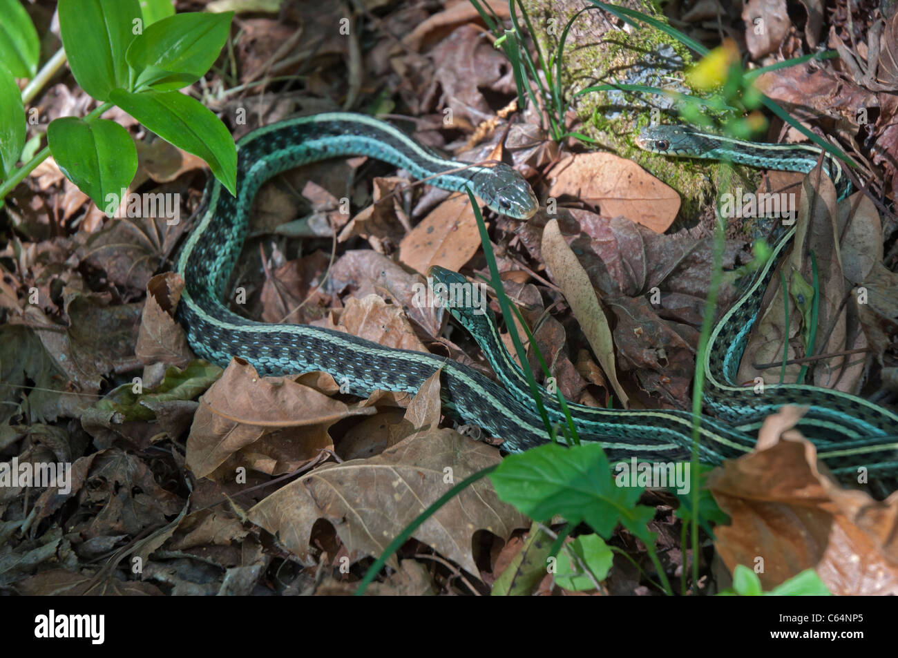Accouplement de serpents Banque de photographies et d’images à haute ...