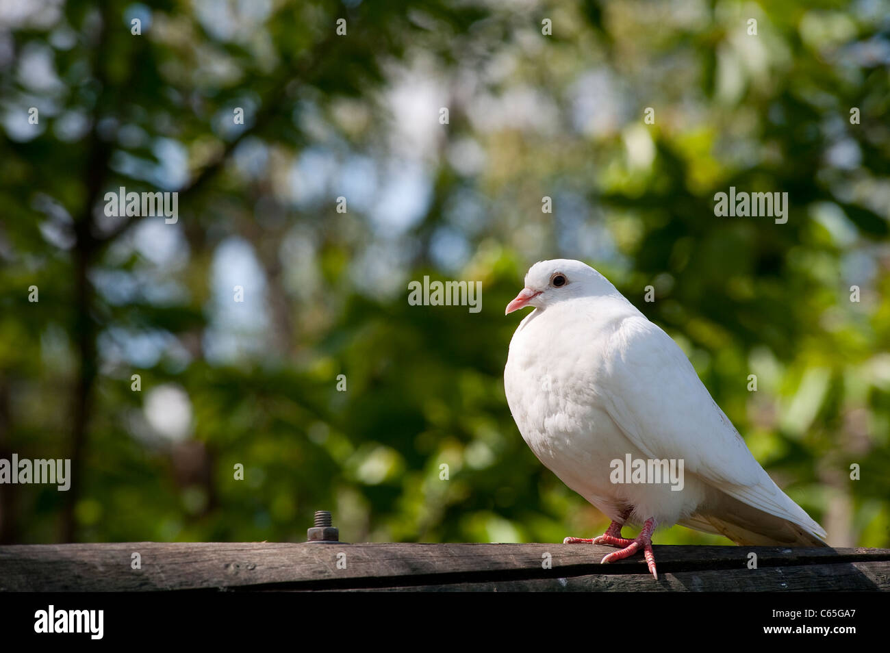 Colombes Oiseau Banque d'image et photos - Alamy