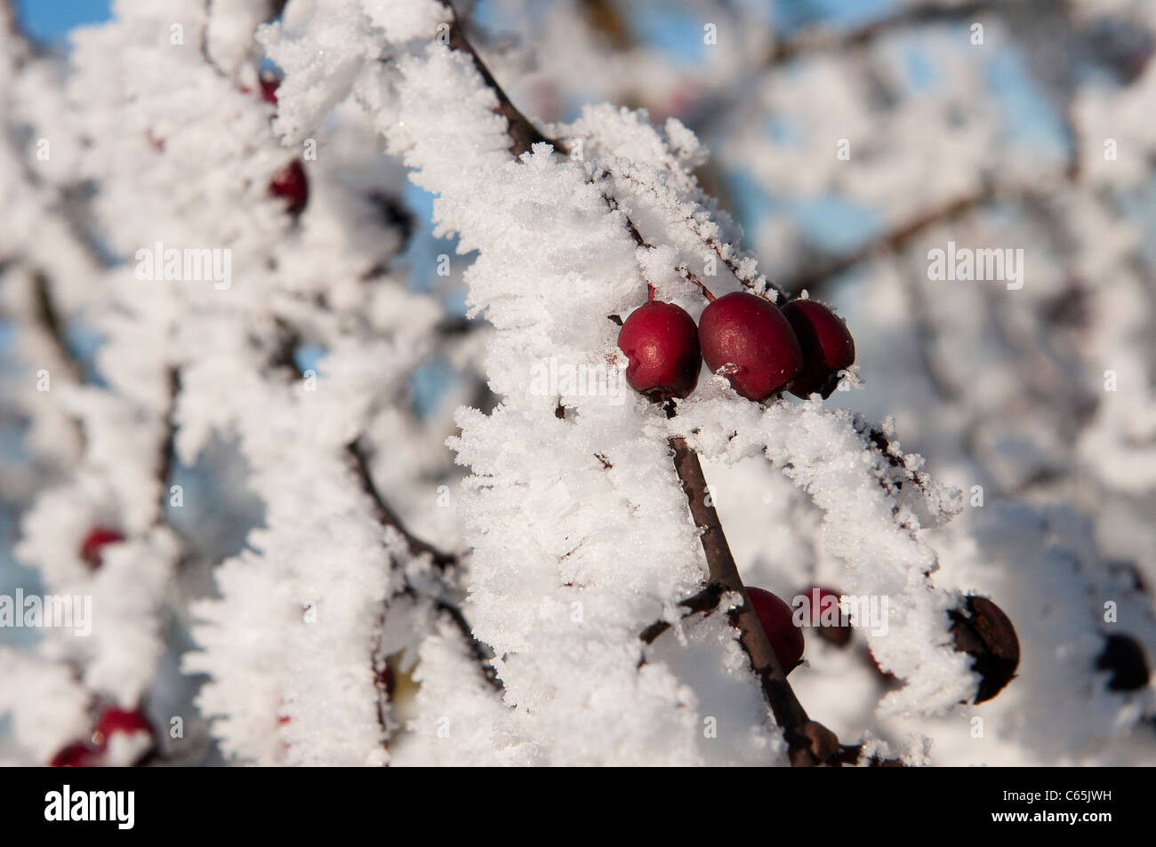 Cristaux de glace de givre sur la branche d'un arbre Banque de ...