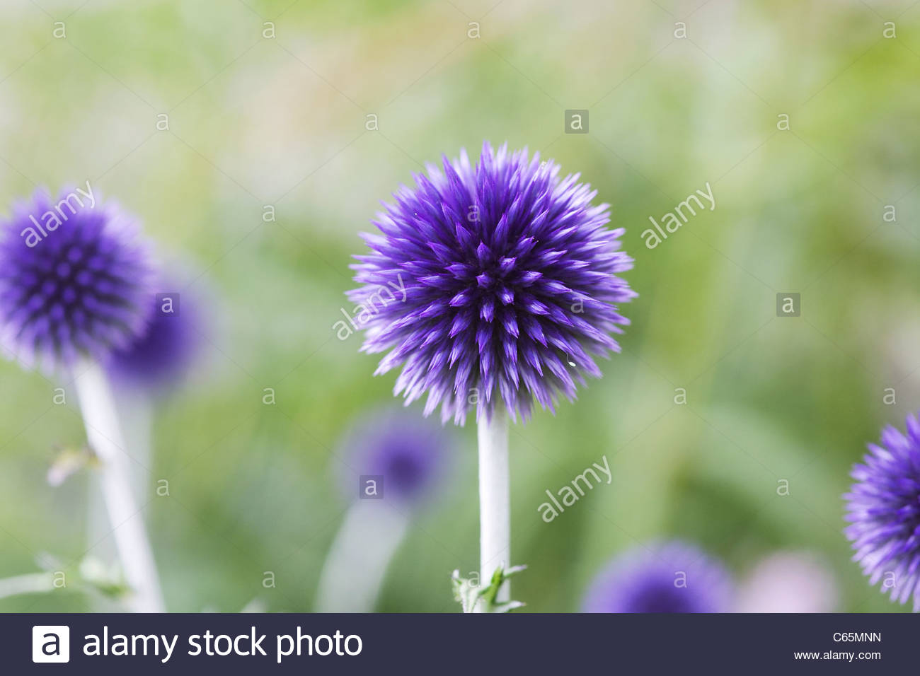 Echinops Ritro 'veitch's Blue Banque d'image et photos - Alamy