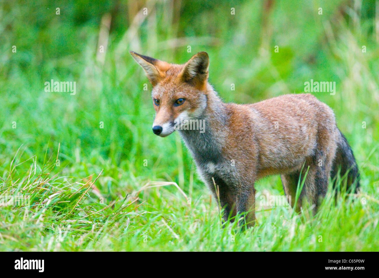 Male fox Banque de photographies et d’images à haute résolution - Alamy