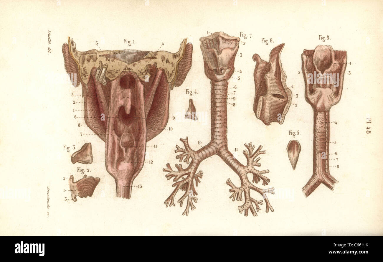 Sections du pharynx et du larynx Photo Stock - Alamy