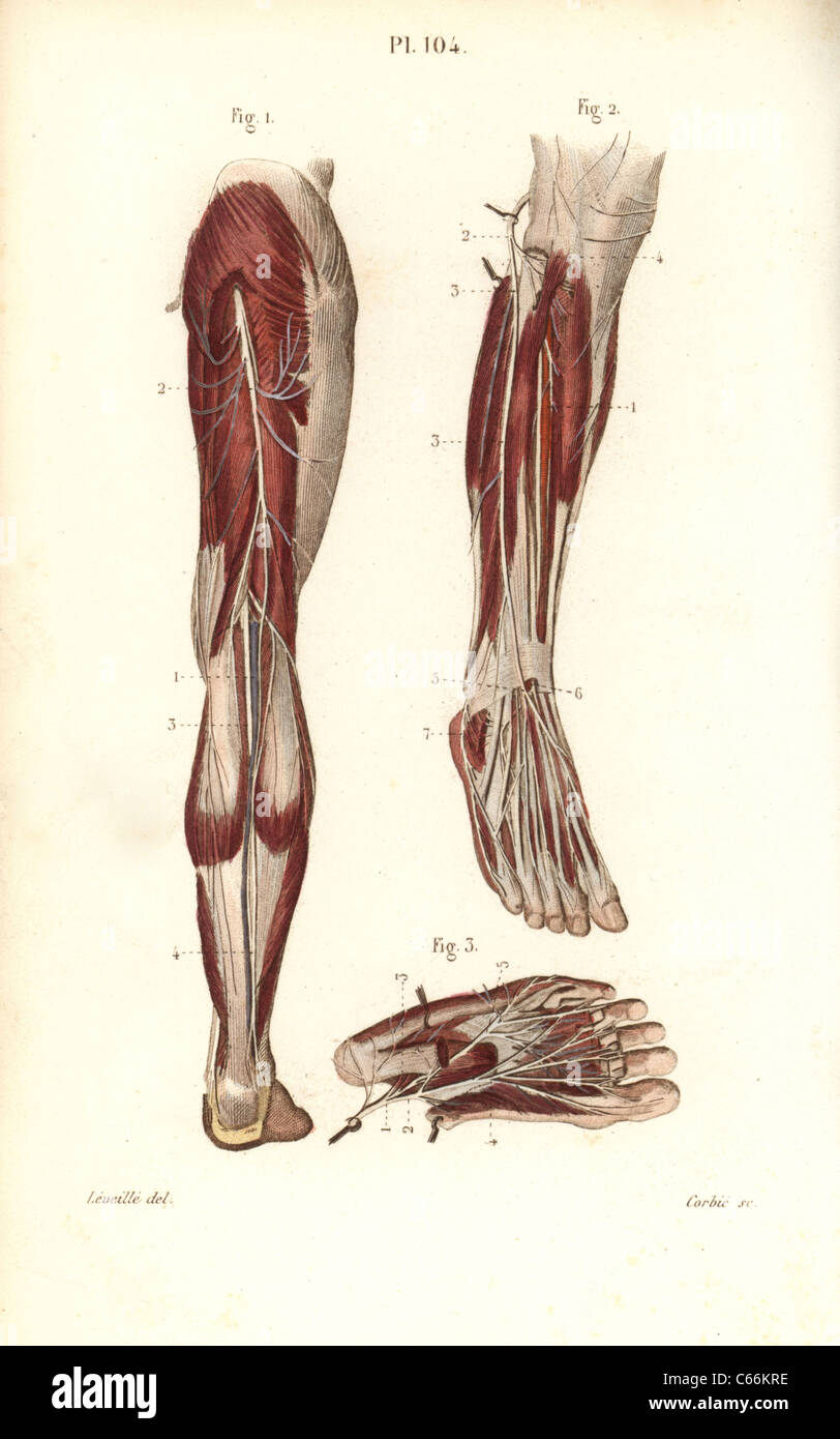 Nerf plantaire médial Banque de photographies et d’images à haute ...