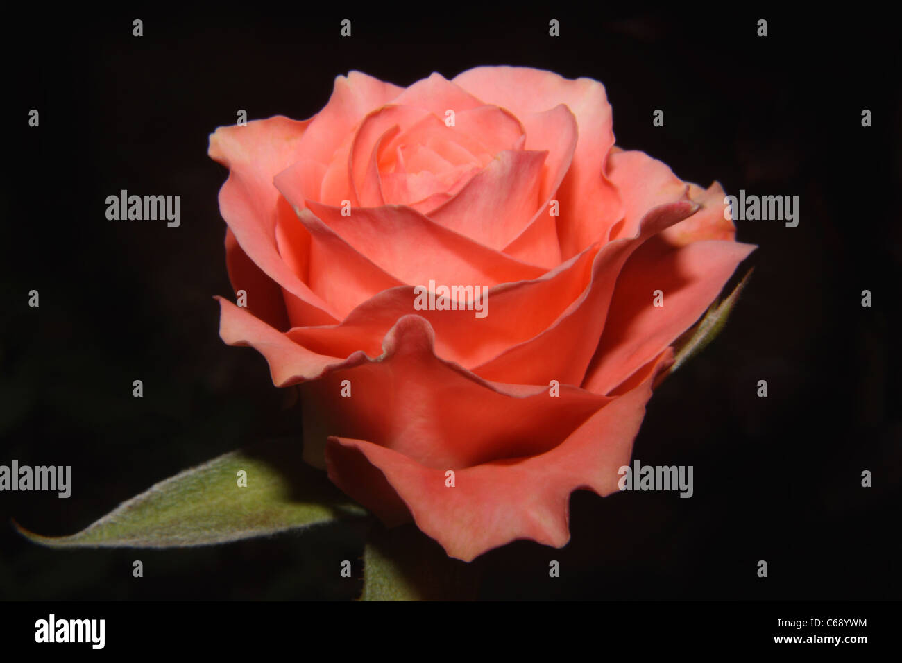 Images pour l'image de la rose rouge Banque de photographies et d ...