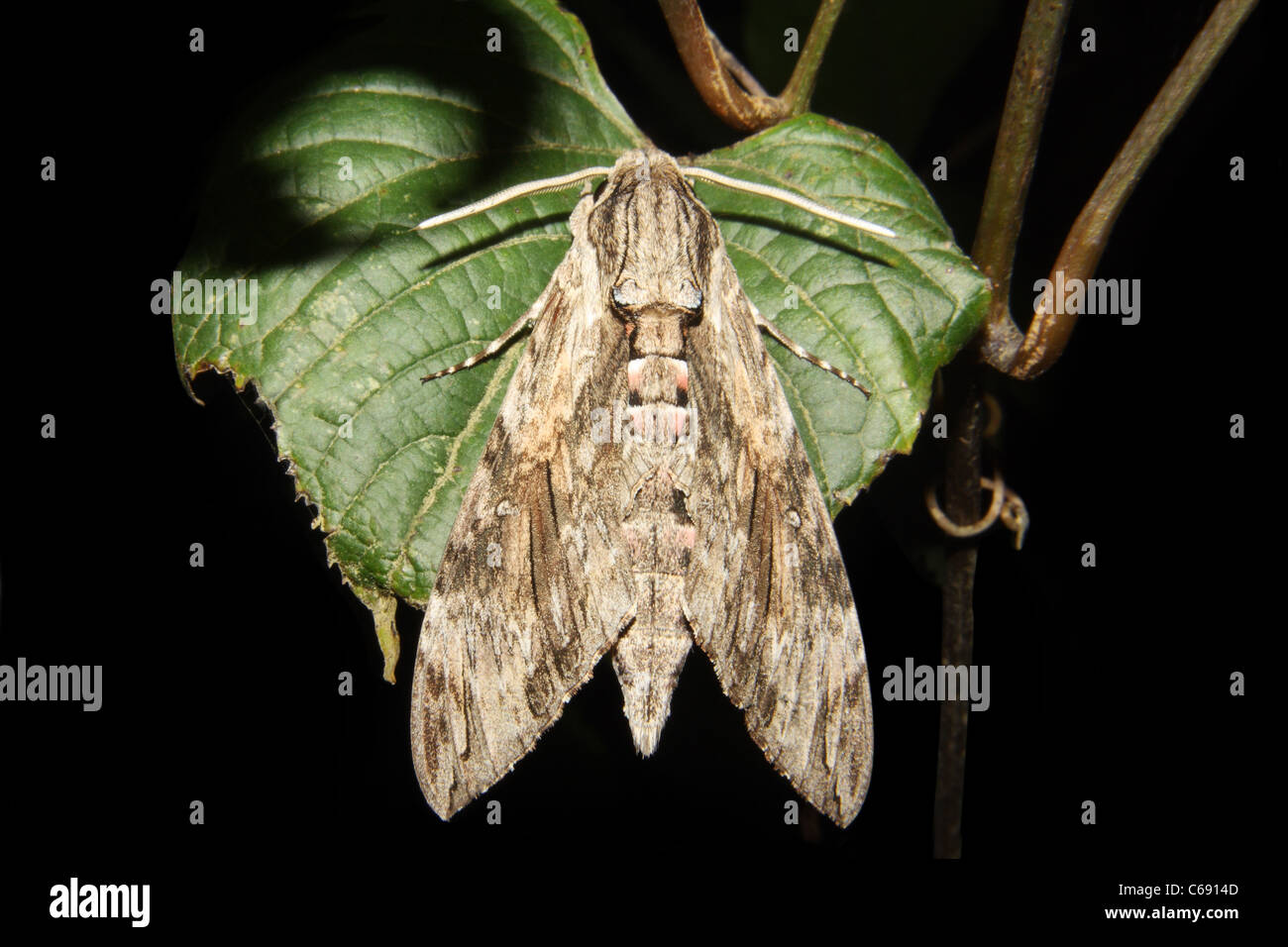 Hawk moth (Sphingidae Photo Stock - Alamy