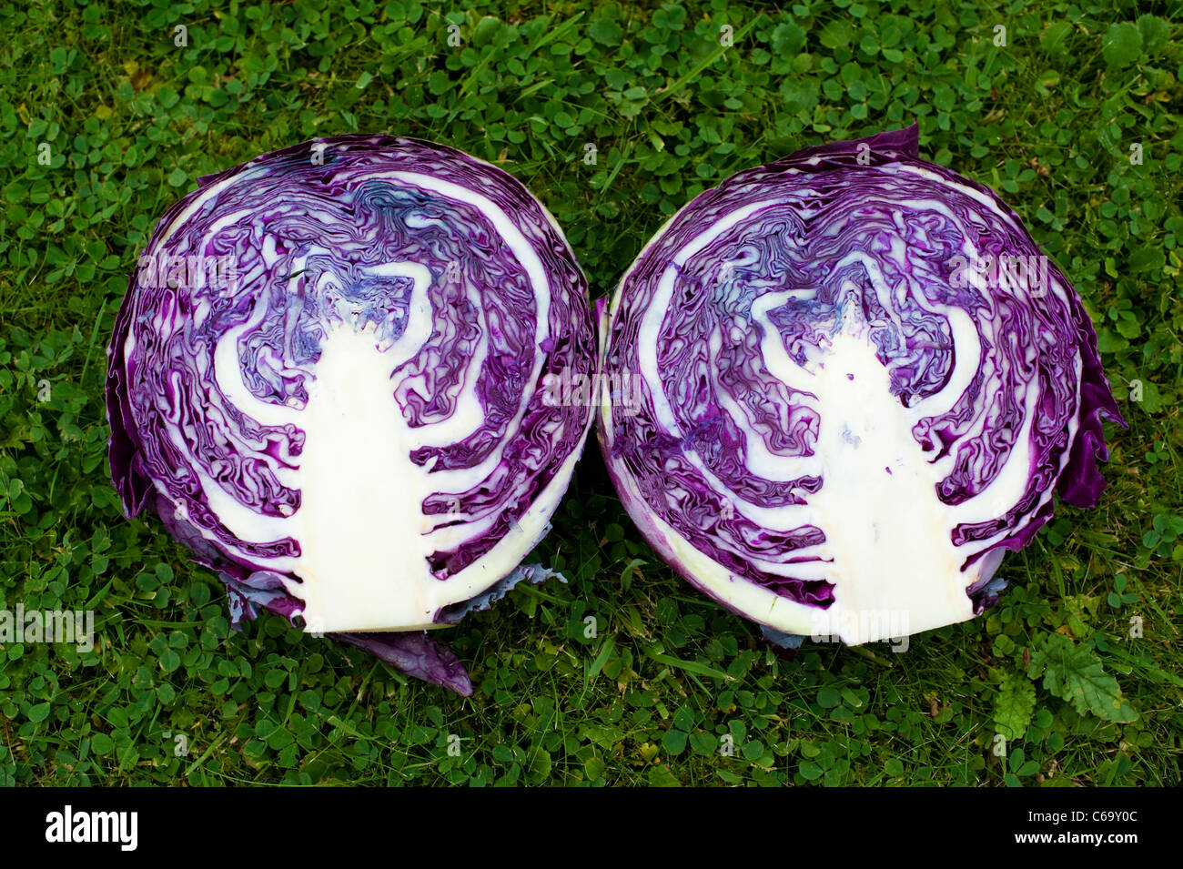 Choux rouge Banque de photographies et d’images à haute résolution - Alamy