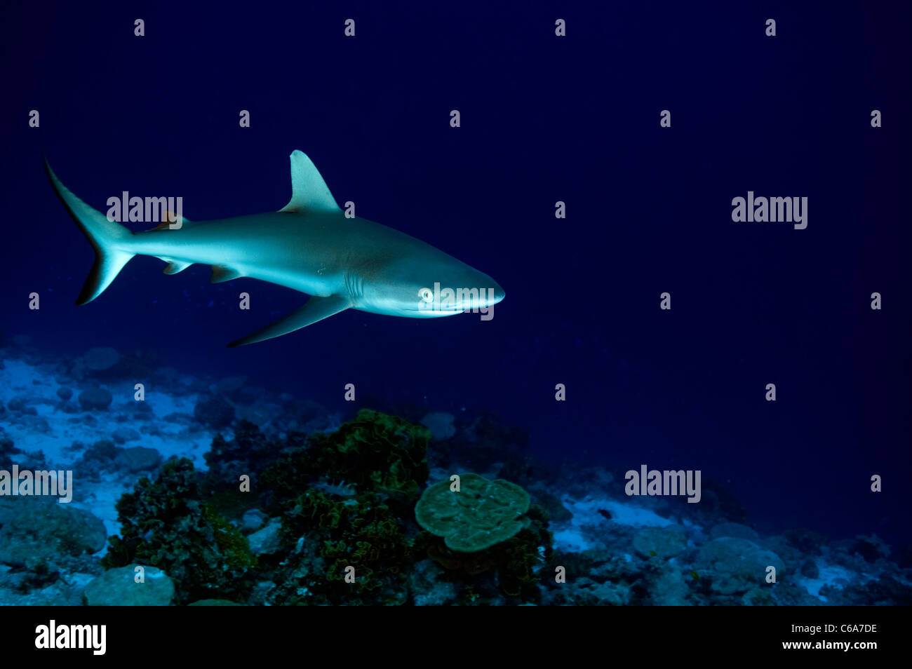 Requin gris de récif Banque d'image et photos - Page 2 - Alamy