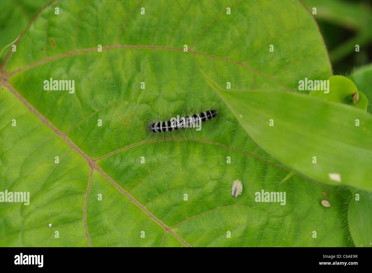 Cocon d'insectes Banque de photographies et d’images à haute résolution ...