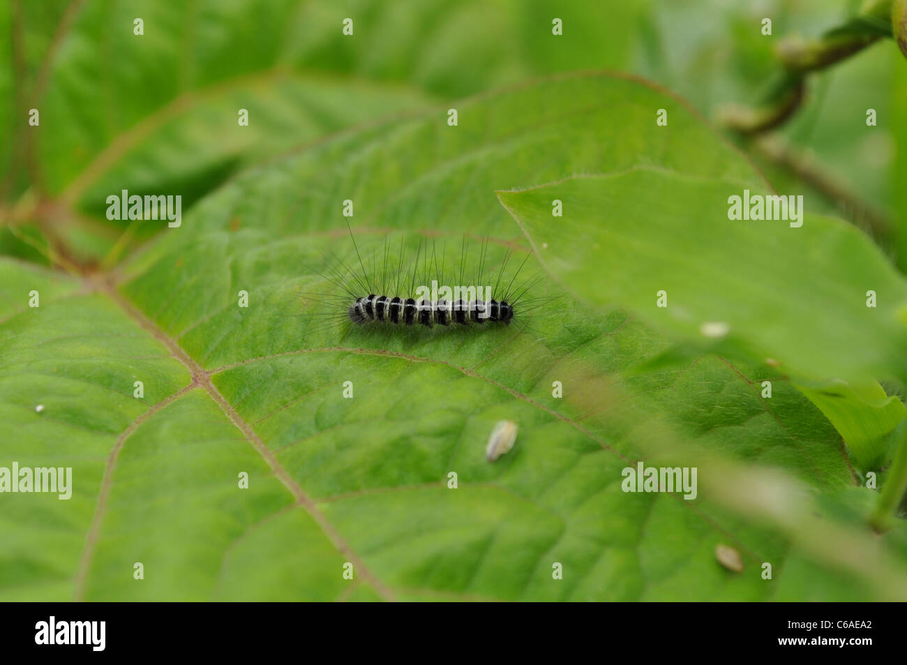 Cocon d'insectes Banque de photographies et d’images à haute résolution ...