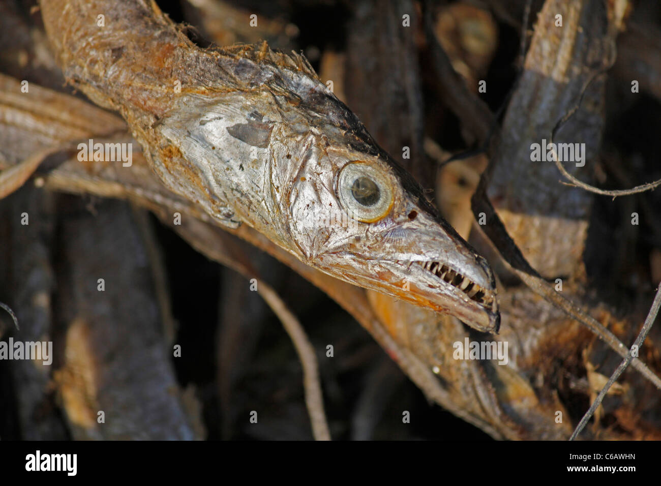 Poisson mangeable Banque de photographies et d’images à haute ...