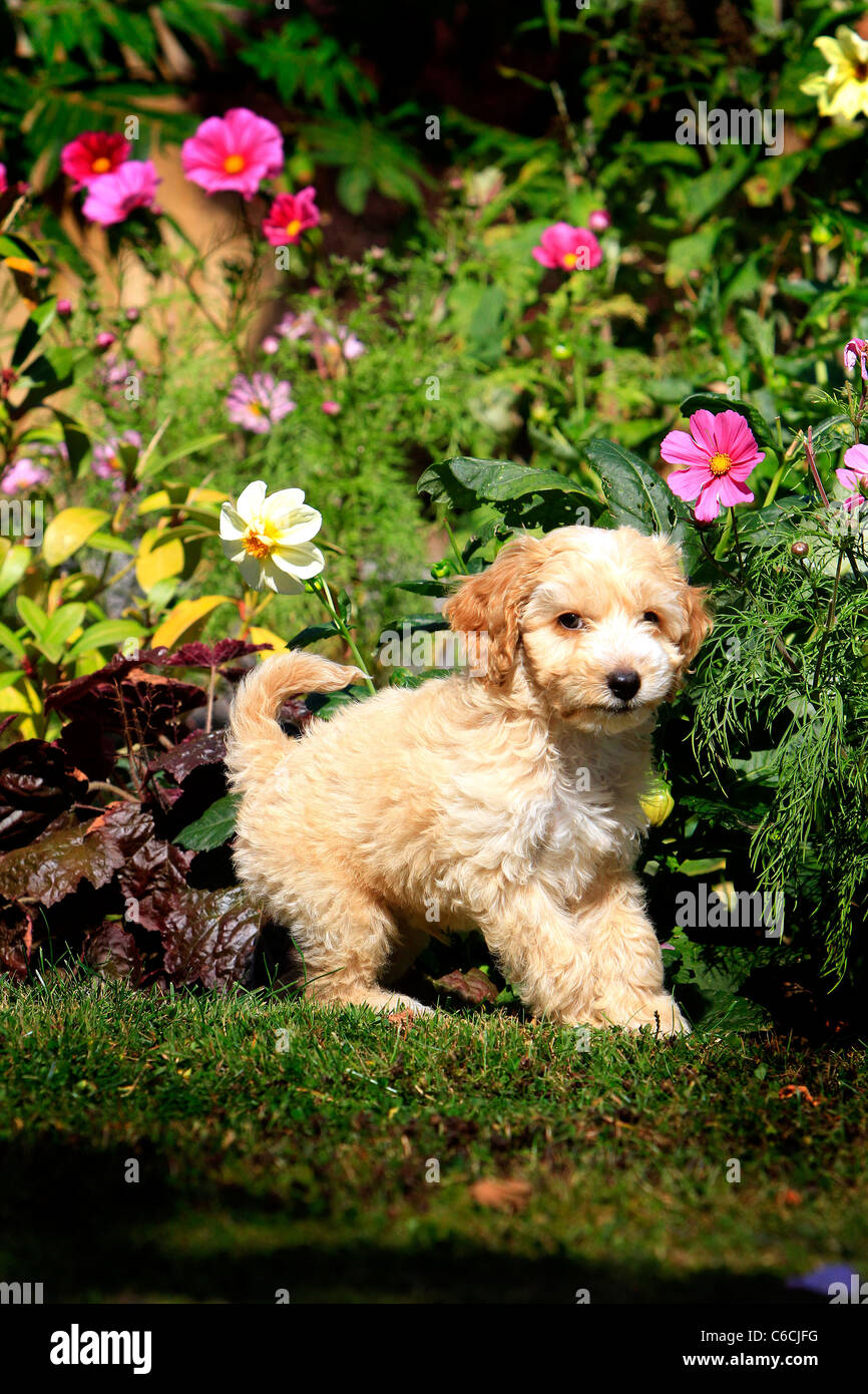 Apricot cockapoo Banque de photographies et d’images à haute résolution ...