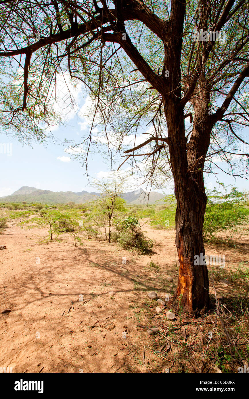 Awash valley Banque de photographies et d’images à haute résolution - Alamy