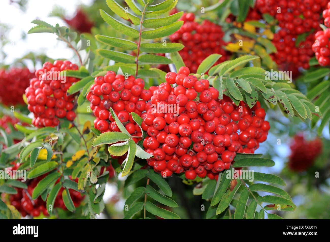Rowan tree Banque de photographies et d’images à haute résolution - Alamy