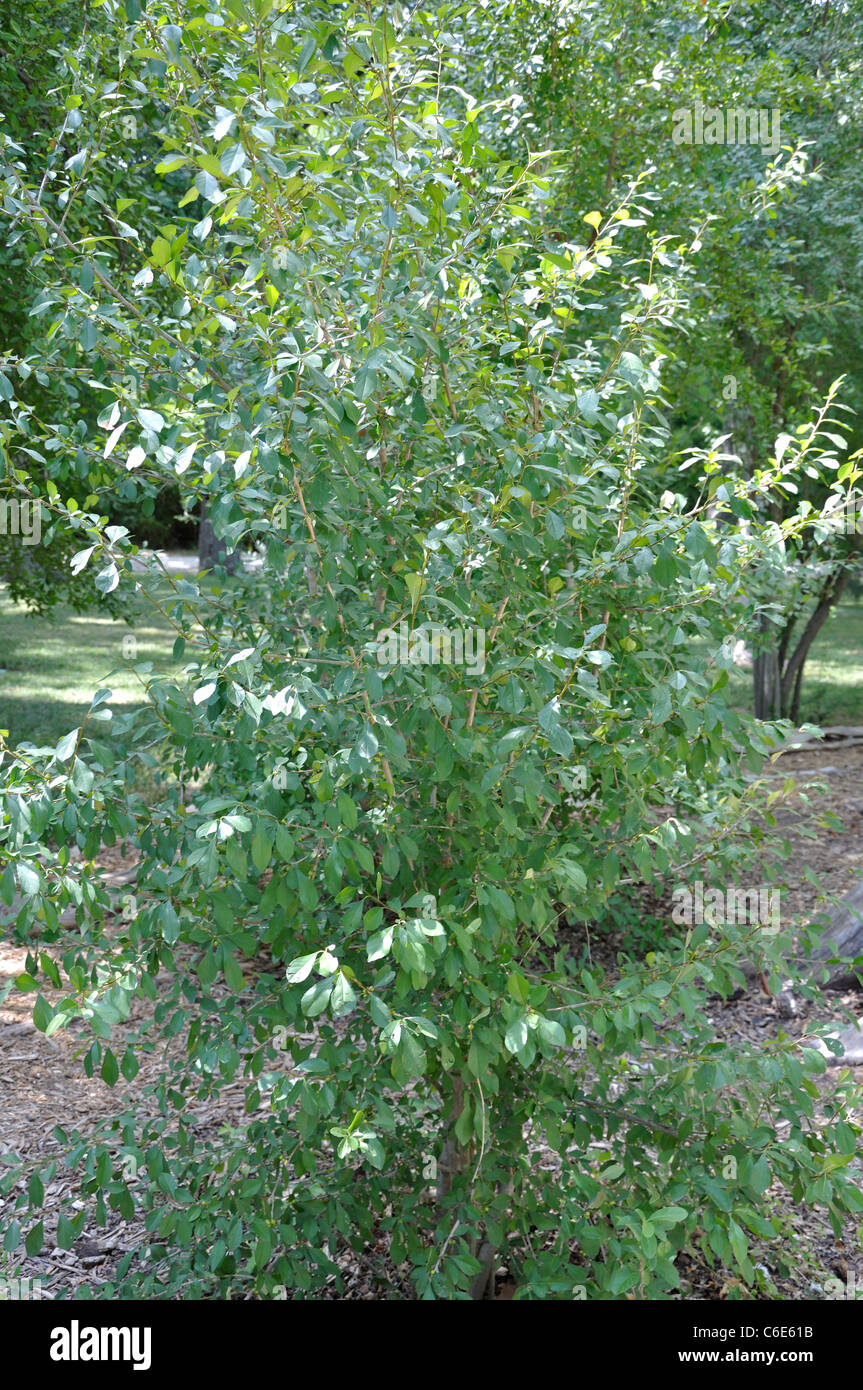 Ilex decidua Banque de photographies et d’images à haute résolution - Alamy