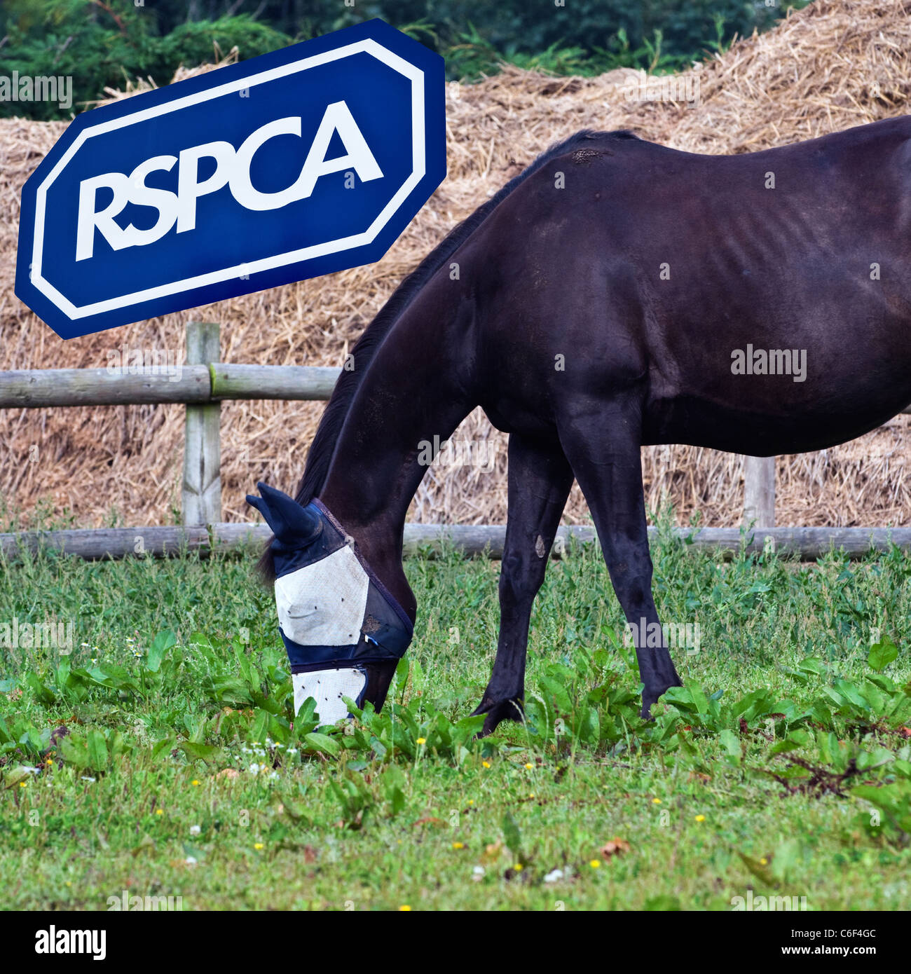 Logo de la RSPCA, cheval avec un masque du fly protector - découpe ...