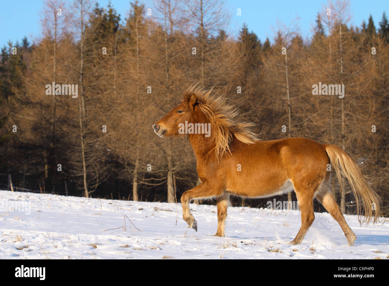 Hucul horse Banque de photographies et d’images à haute résolution - Alamy