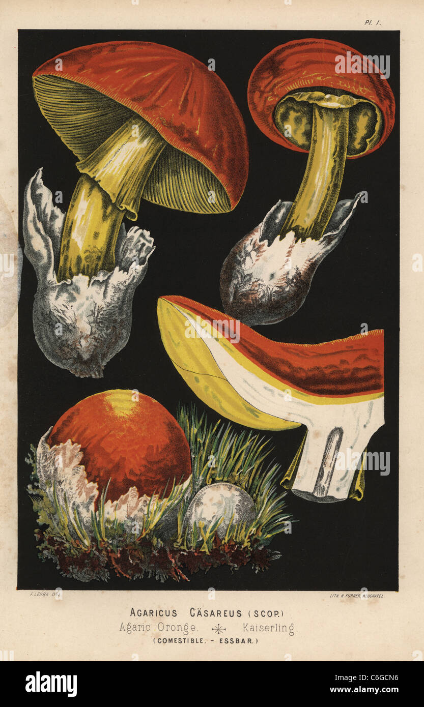 Amanite des césars mushroom Banque de photographies et d’images à haute ...