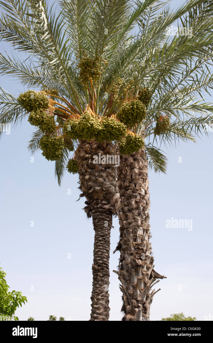 Le palmier dattier, Phoenix dactylifera, le Maroc. Montrant des fruits ...