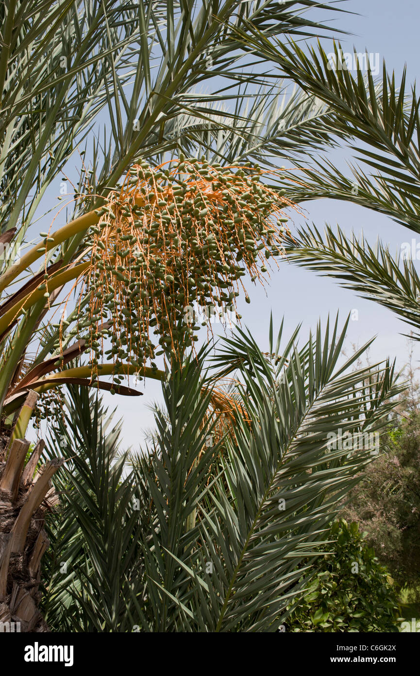 Oasis de dattes au maroc Banque de photographies et d’images à haute ...