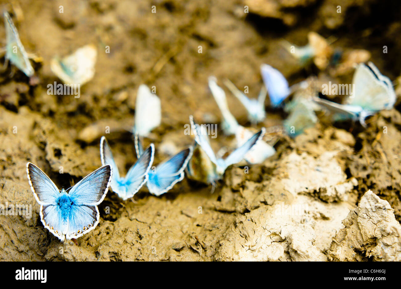 Papillons bleus Banque de photographies et d’images à haute résolution ...