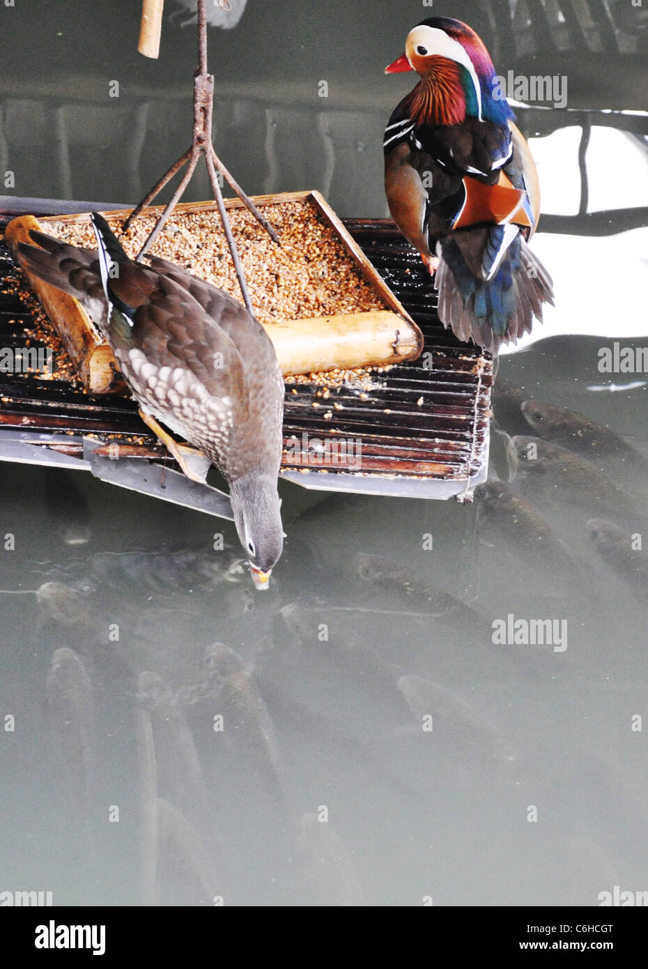 This mandarin duck is suffering an identity crisis Banque de ...