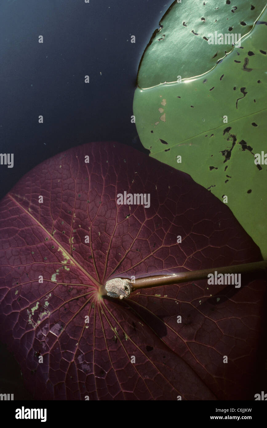 Reed peint grenouille (Hyperolius marmoratus) assis sur la tige d'une ...