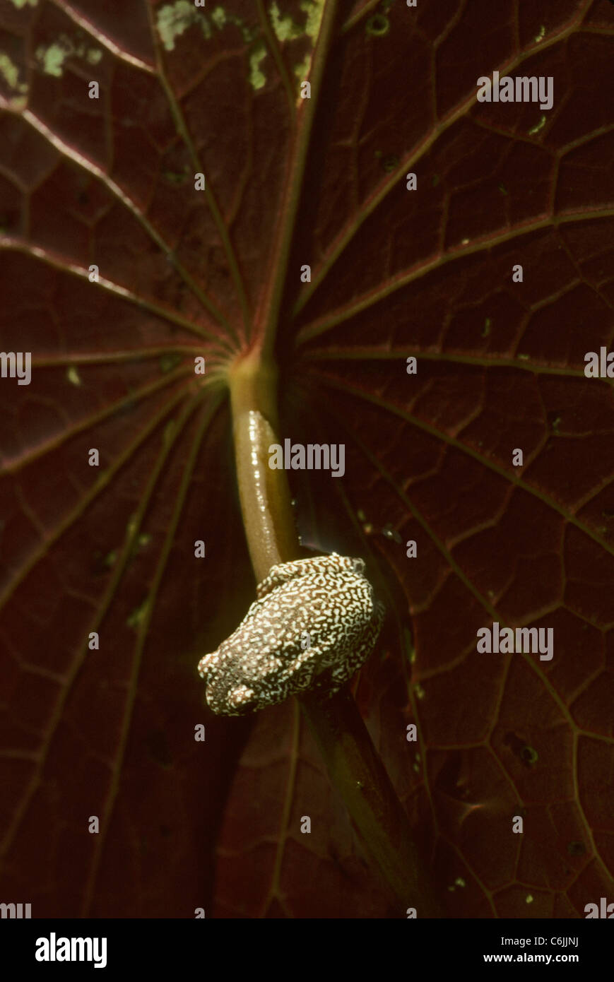 Reed peint grenouille (Hyperolius marmoratus) assis sur la tige d'une ...