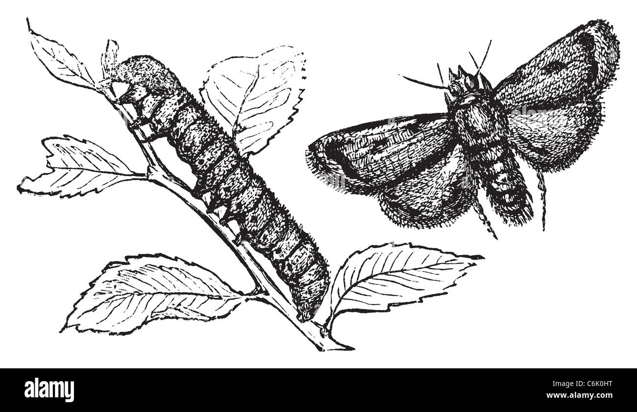 Noctuidae drawing Banque de photographies et d’images à haute ...