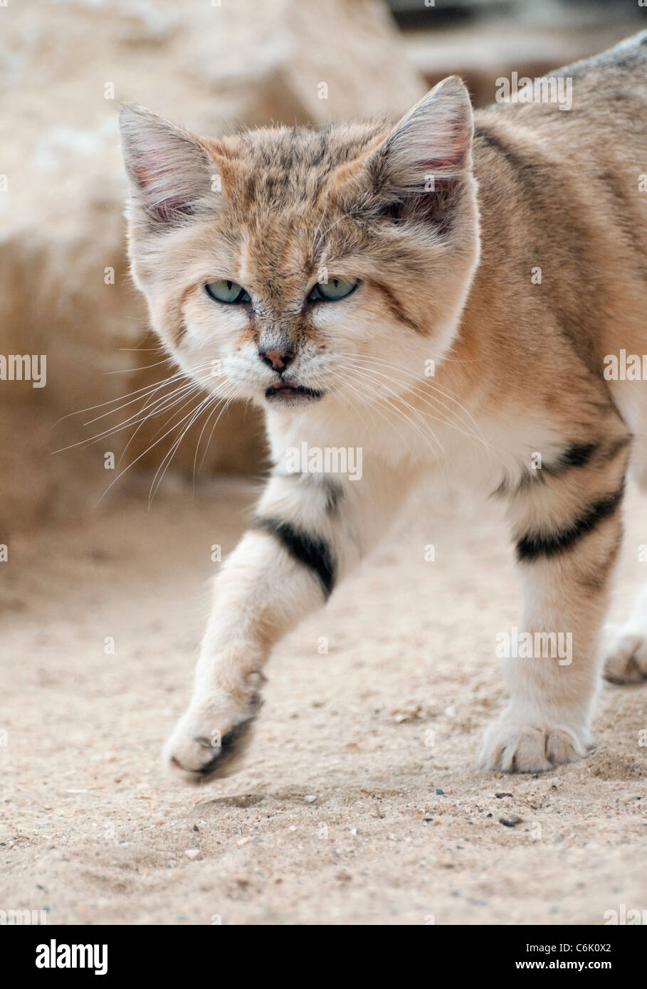 Chat des sables Banque de photographies et d’images à haute résolution ...