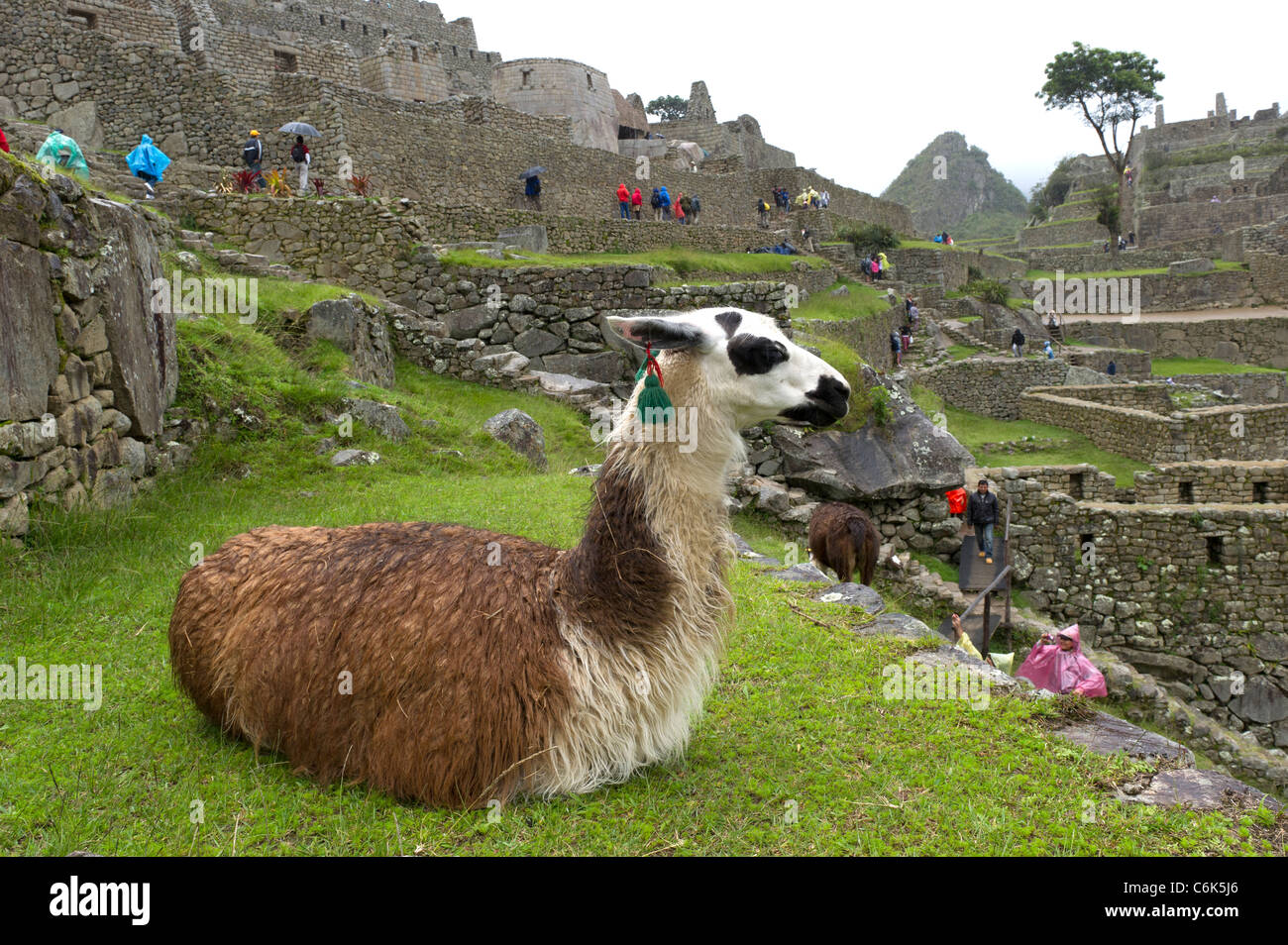 Lama incas Banque de photographies et d’images à haute résolution - Alamy