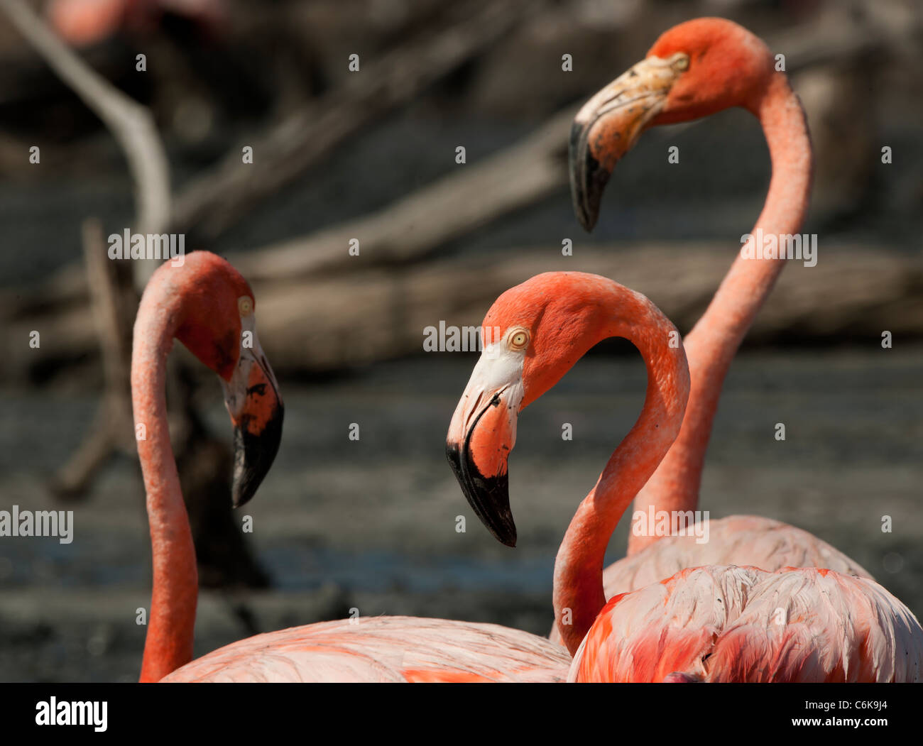 Faune de cuba Banque de photographies et d’images à haute résolution ...