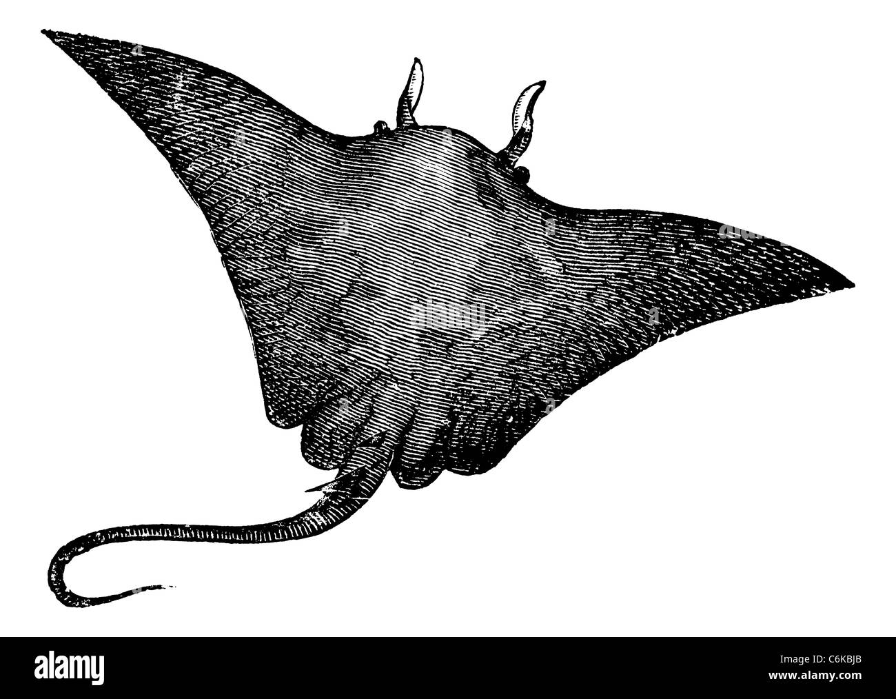 Manta Ray, devilfish, Manta birostris ou Cephalopterus vampyrus ray ...
