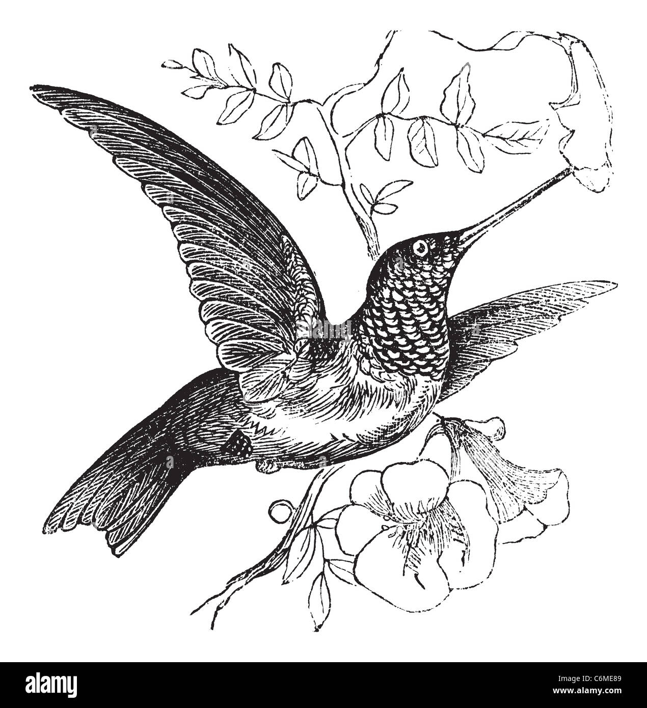 Gravure colibri illustration ancienne Banque d'images détourées - Alamy