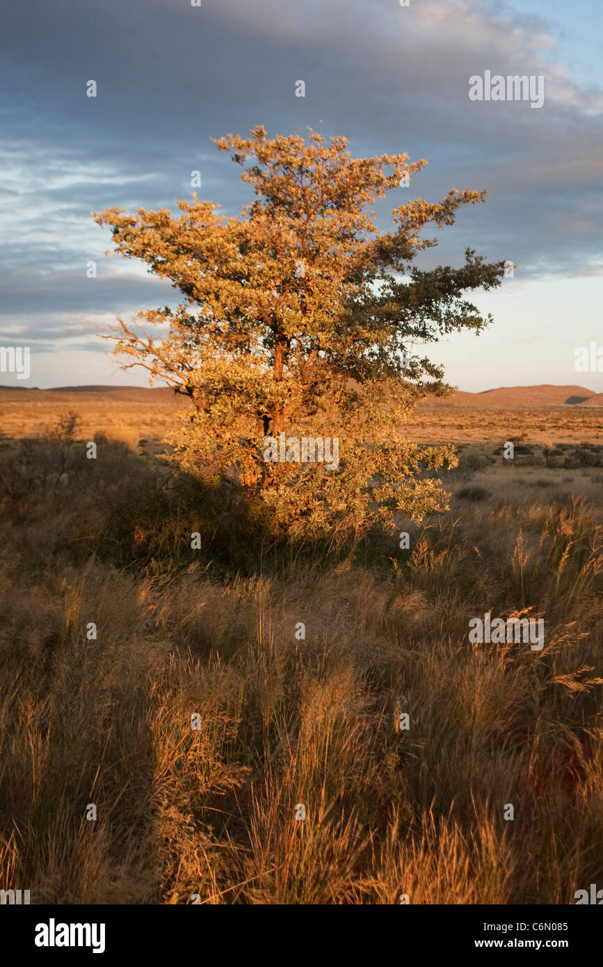 Kalahari desert tree Banque de photographies et d’images à haute ...