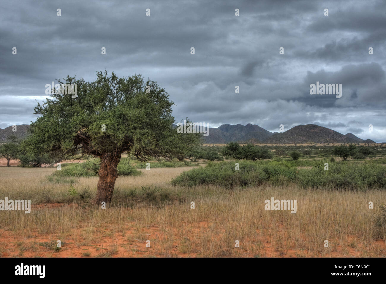 Paysage avec arbre Banque de photographies et d’images à haute ...