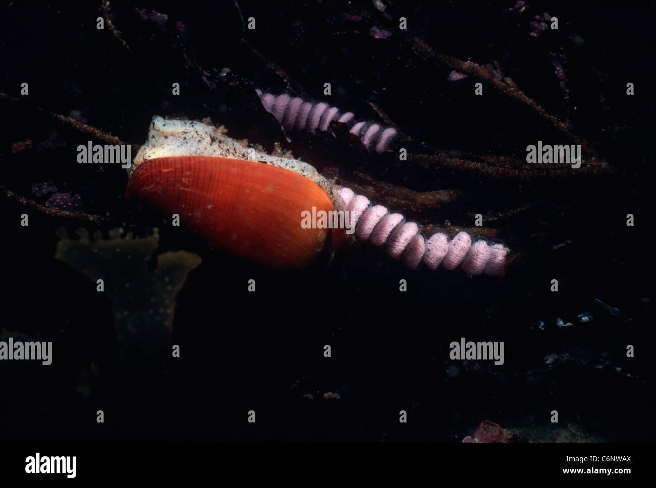 Conus californicus Banque de photographies et d’images à haute ...