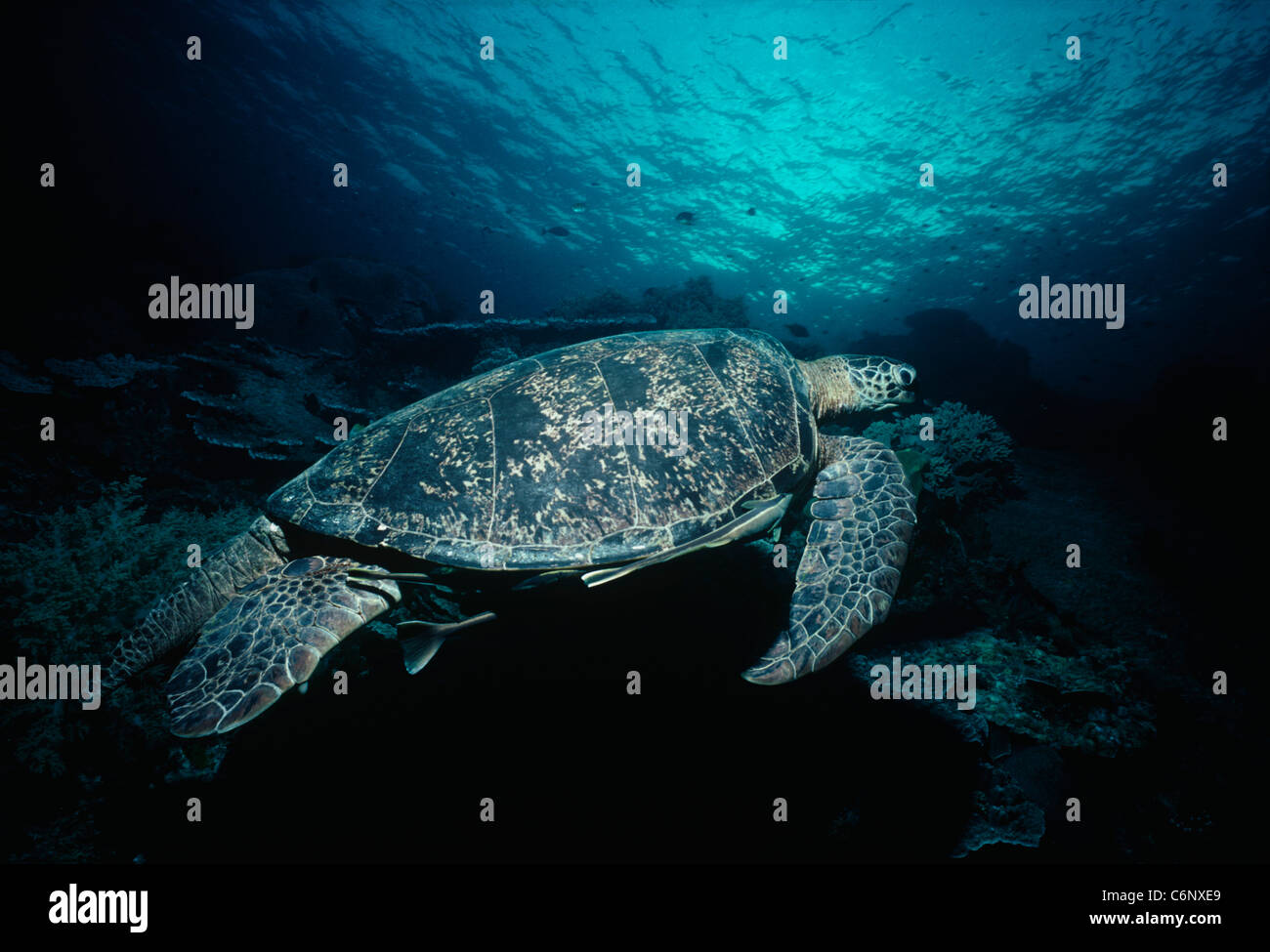 La tortue verte (Chelonia mydas) natation avec Remoras (Echeneidae). L ...