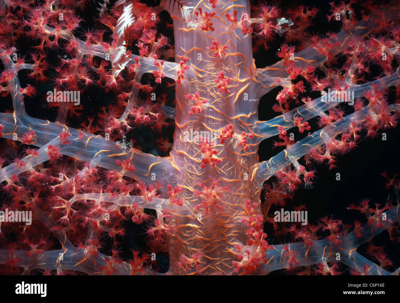 Alcyonarian coral (Dendronephthya spp.) et l'alimentation. ouvert ...