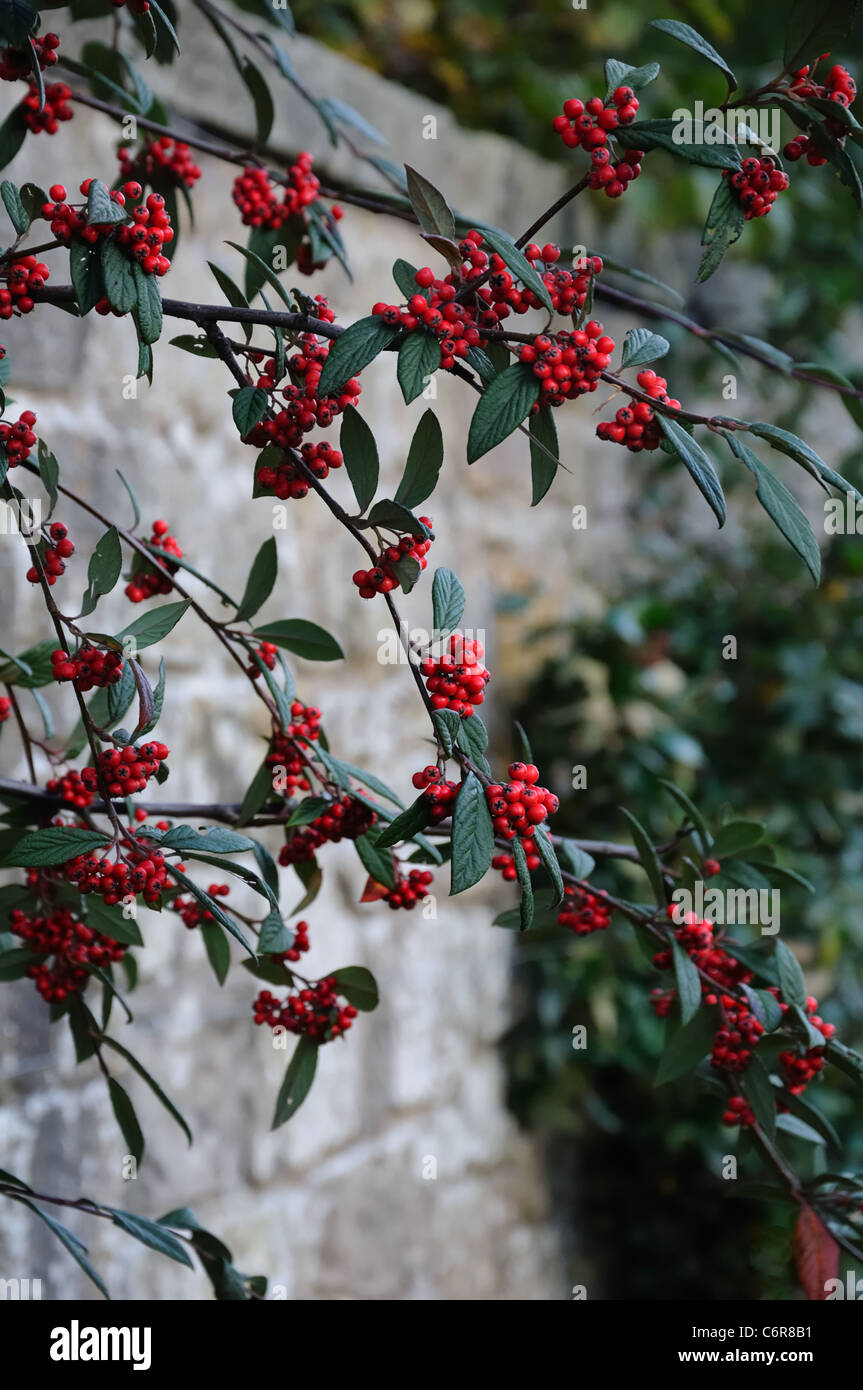 Jardin mur Banque de photographies et d’images à haute résolution - Alamy