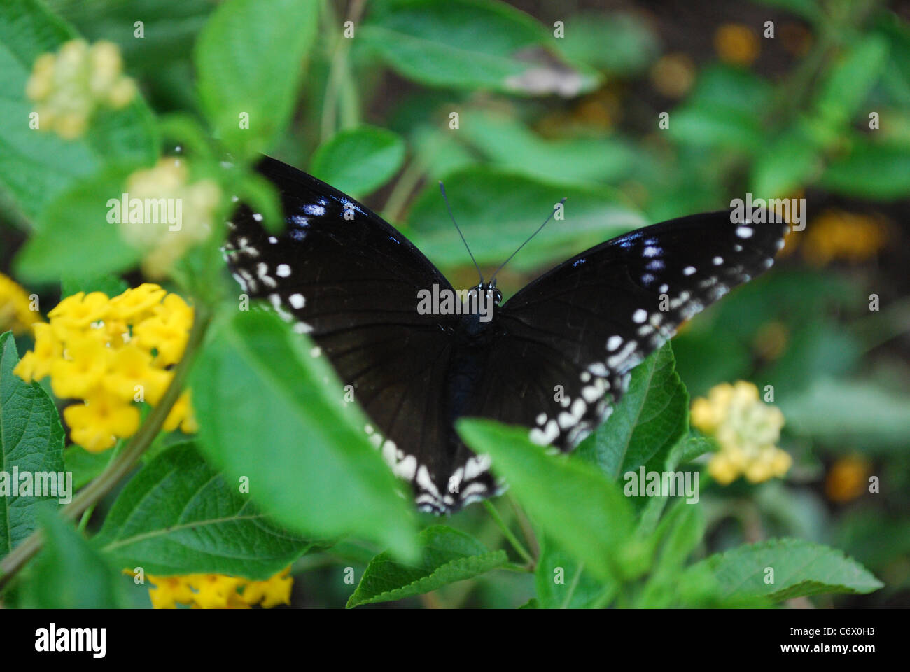Cocon d'insectes Banque de photographies et d’images à haute résolution ...