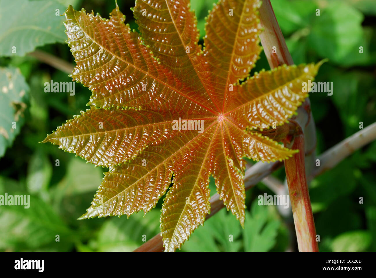 Usine de ricin Banque de photographies et d’images à haute résolution ...