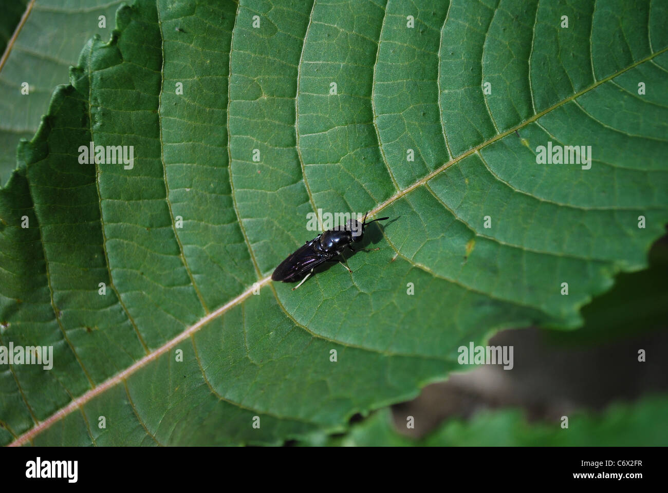 Cigale insecte Banque de photographies et d’images à haute résolution ...