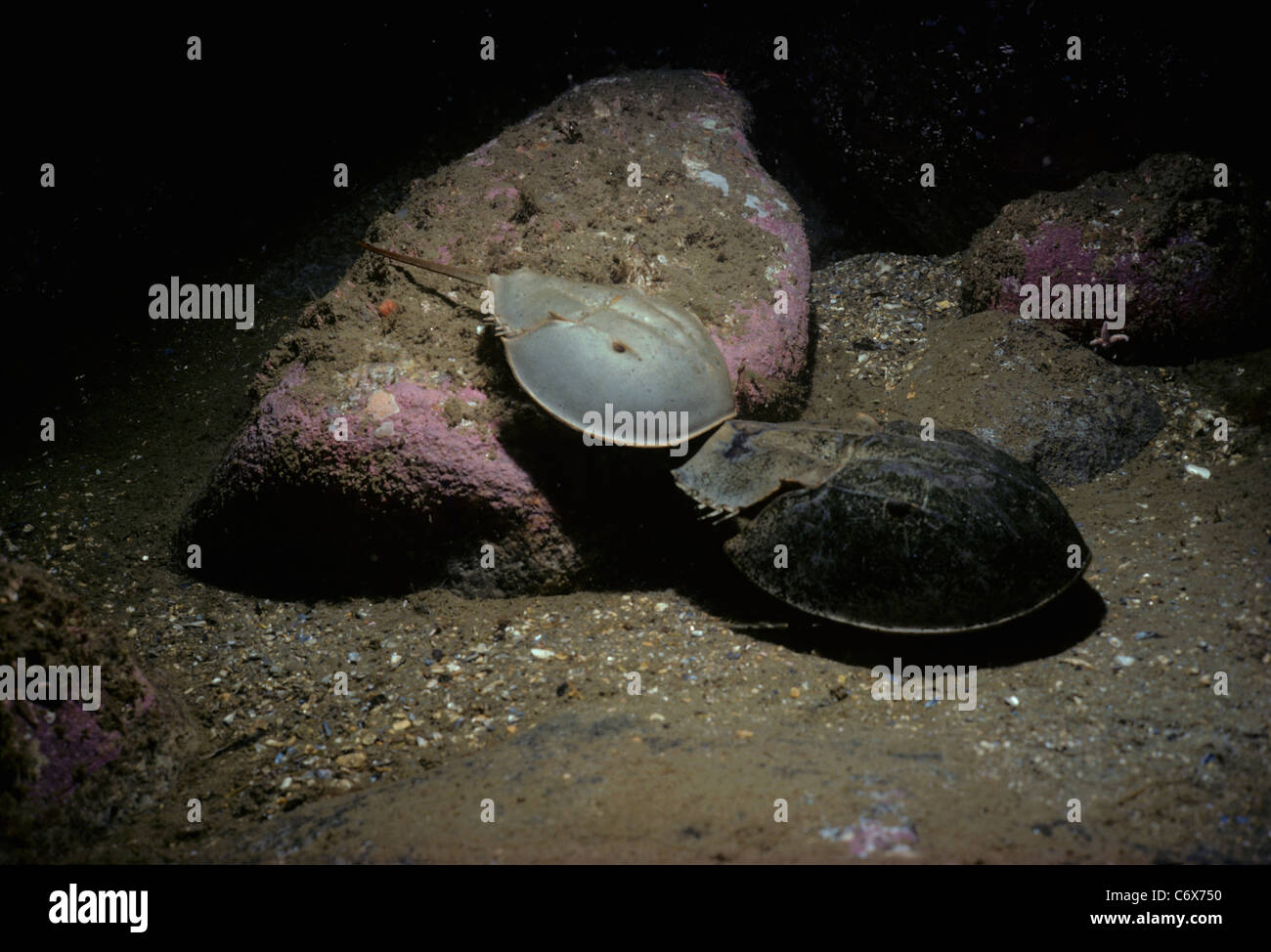Limule (Limulus polyphemus) se prête à s'accoupler au cours de la ...