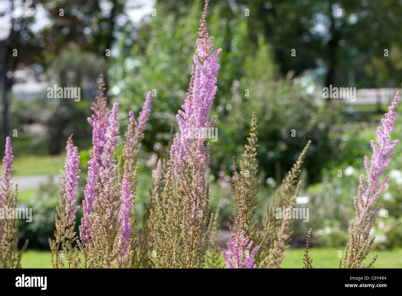 Pink Plume Flower Banque d'image et photos - Alamy