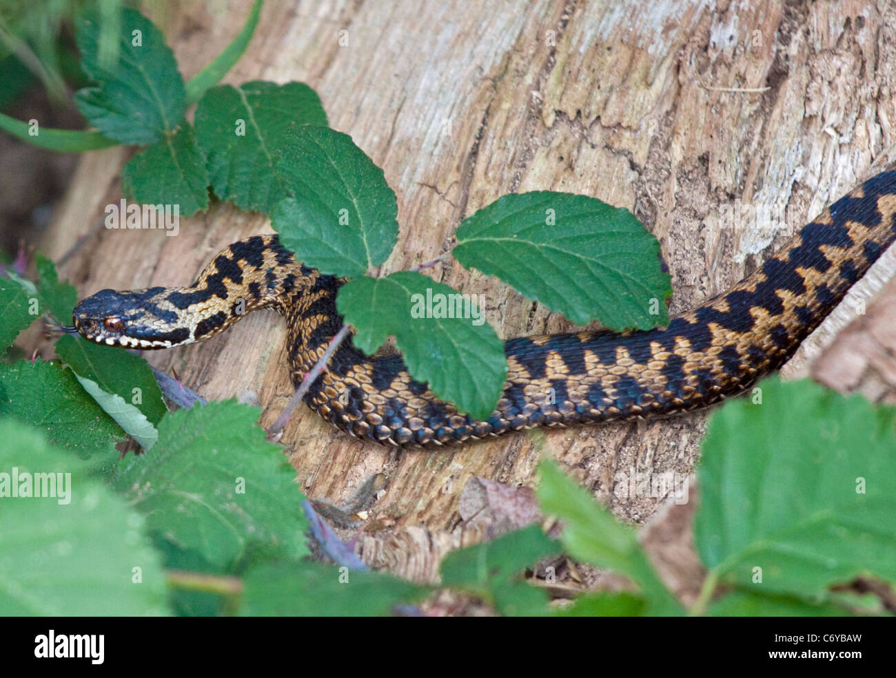 Poison adders Banque de photographies et d’images à haute résolution ...